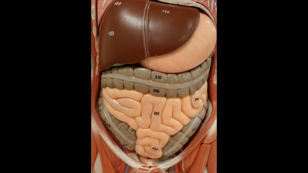 Digestive System Lab Anatomy Video - YouTube
