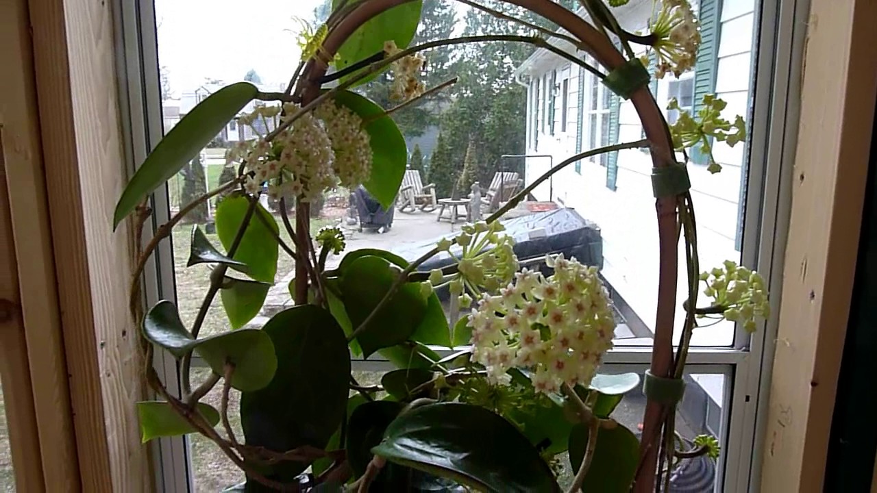 A Visit with Hoya pottsii sp 'Chiang Mai' - YouTube