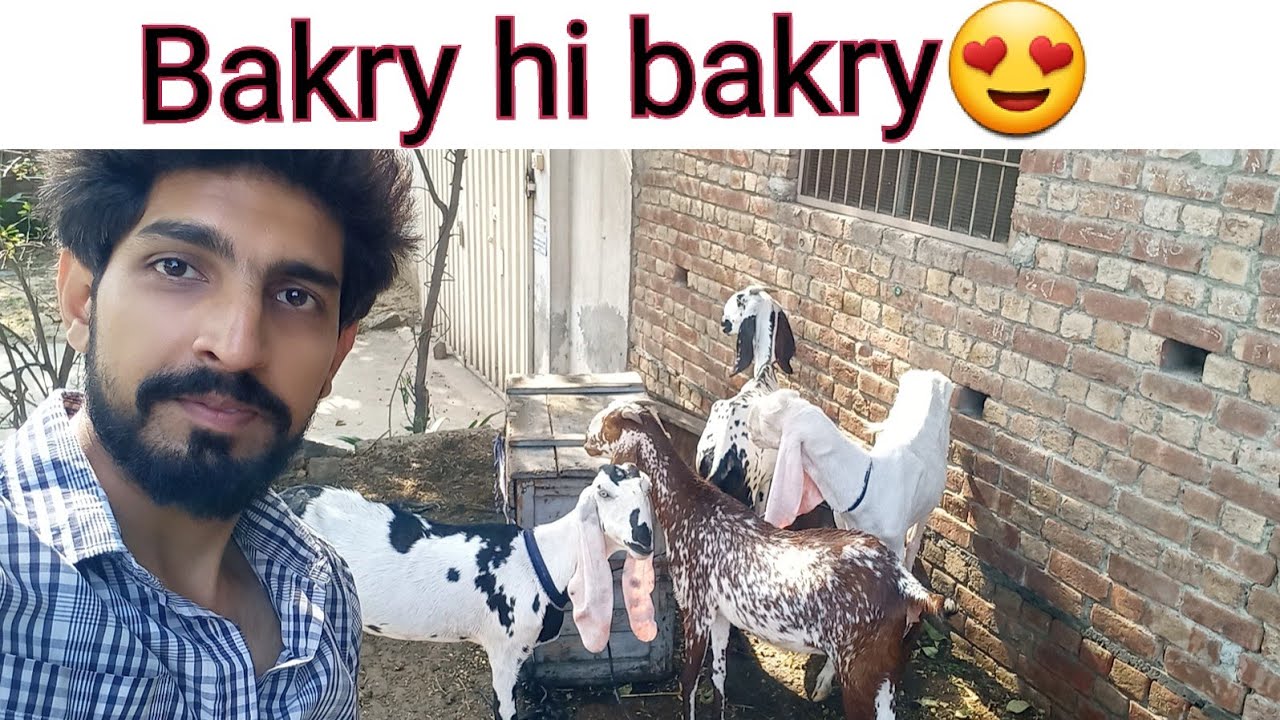 bakry hi bakry - YouTube