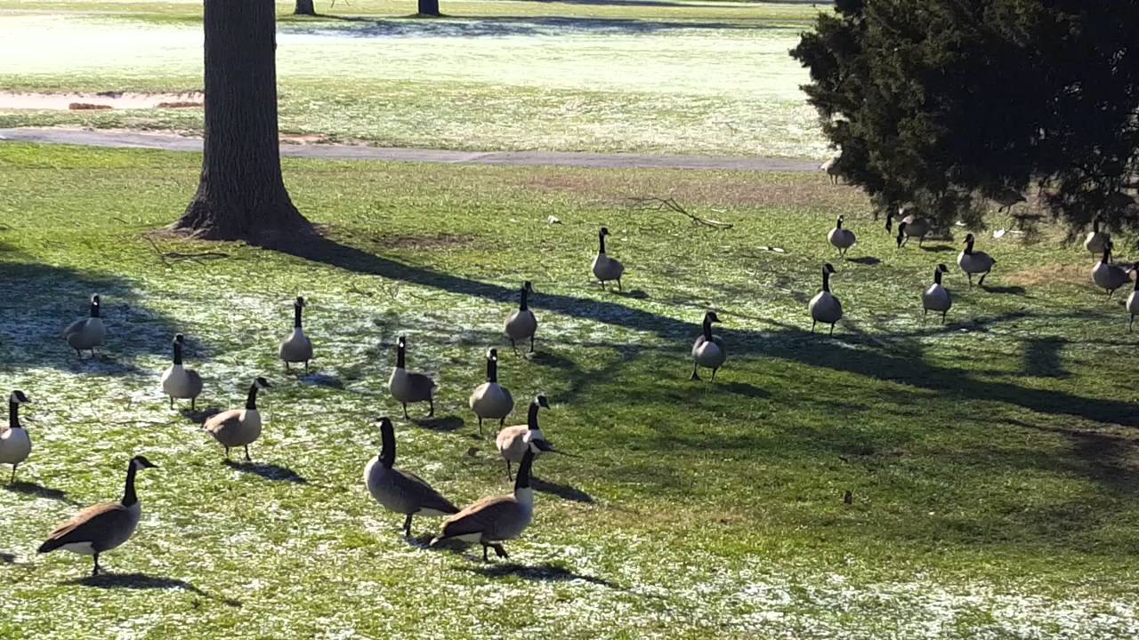 Feeding the Geese - YouTube