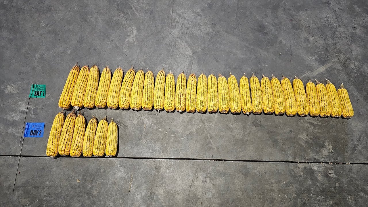 Emergence Flag Test Results - YouTube