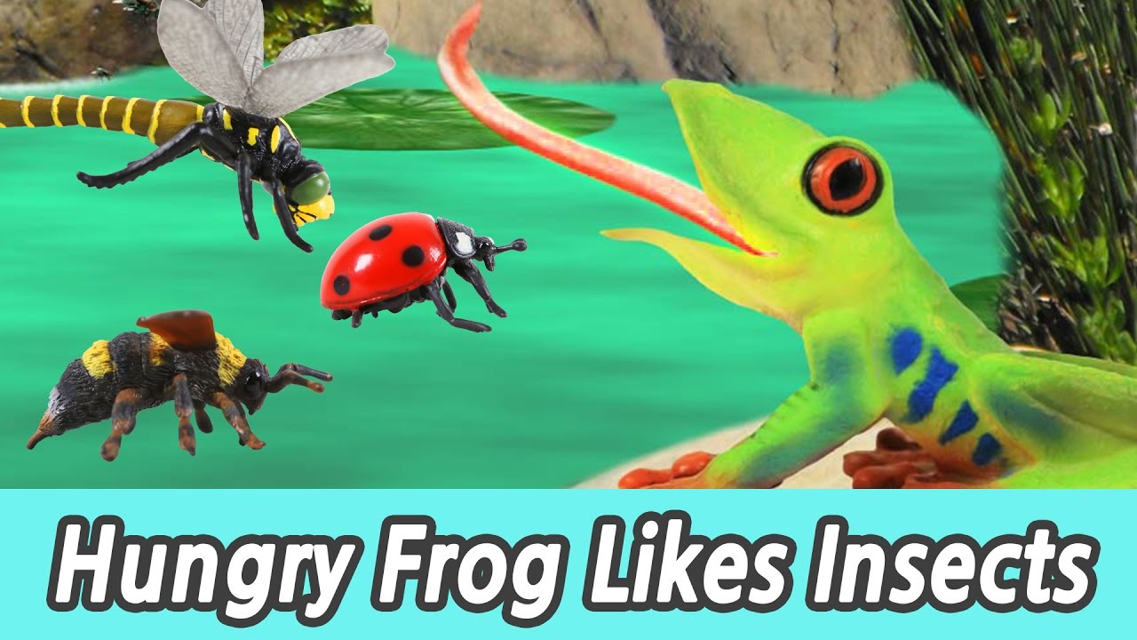 [EN] #69 Hungry Frog Likes Insects, kids education, Collecta figureㅣ ...
