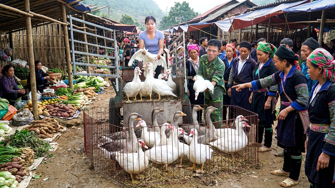 Harvesting Ducks After 6 Months of Free-Raising in the Field,Use ...