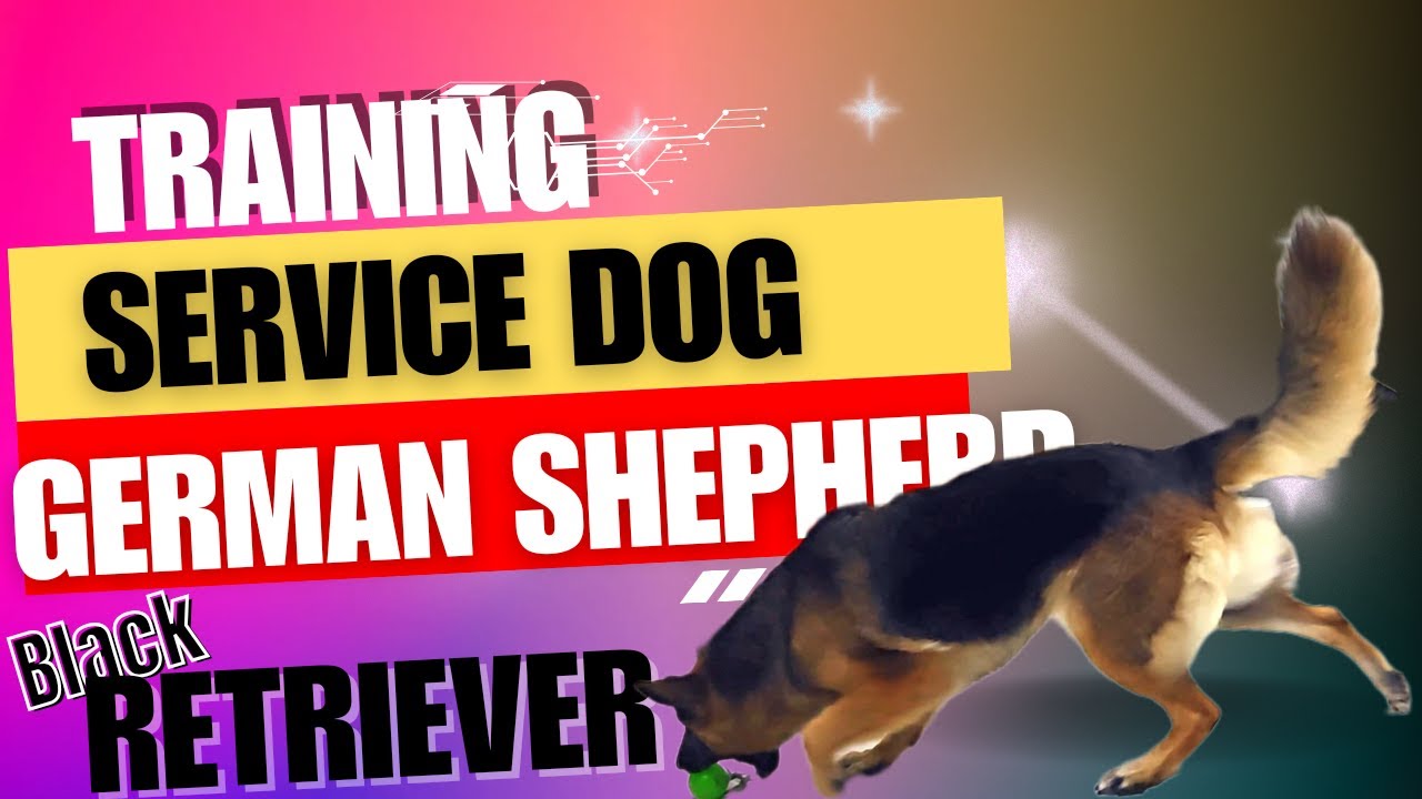 German Shepherd & Retriever as Service Dog Training - YouTube