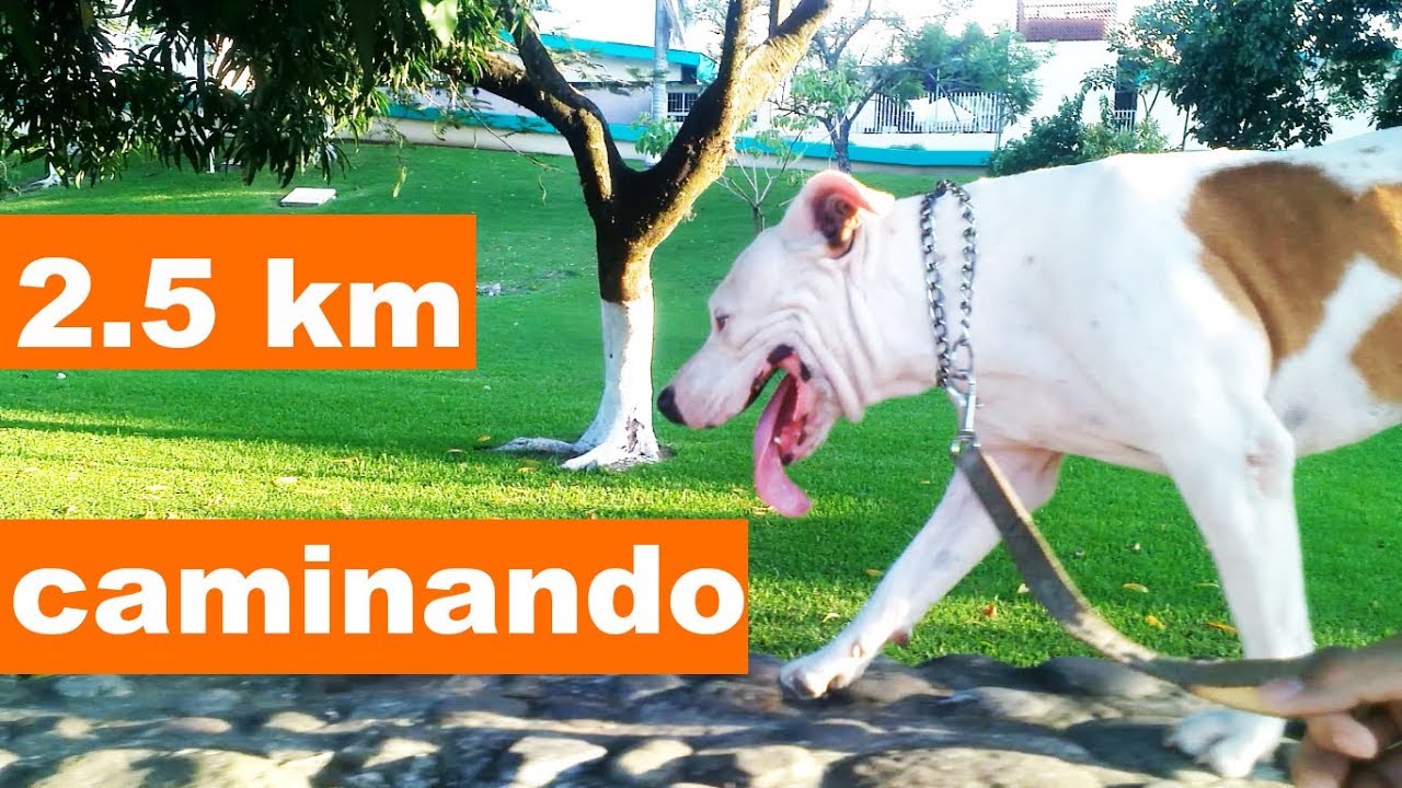 Paseando a mi perro pitbull - YouTube
