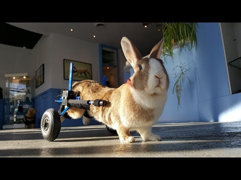 Rolstoel konijn Isabelle / Wheelchair rabbit - YouTube