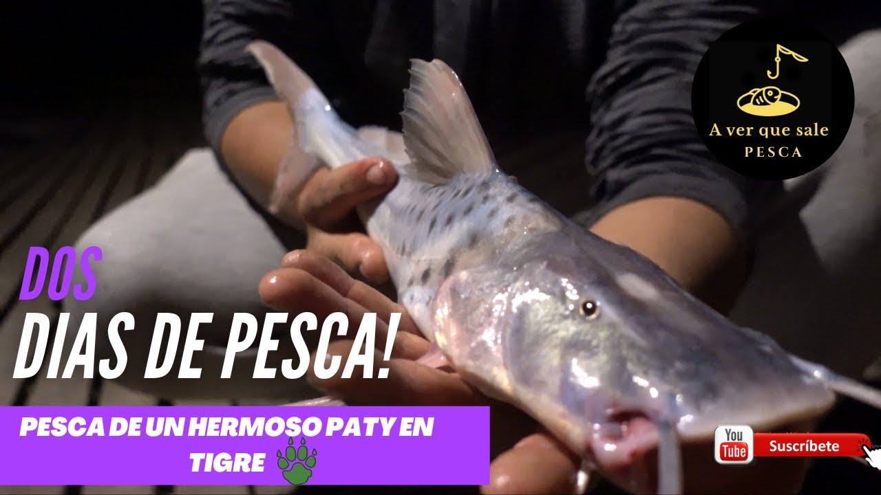 Pesca del pati en tigre - YouTube