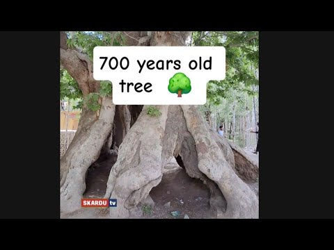 700 year old tree in Skardu - YouTube
