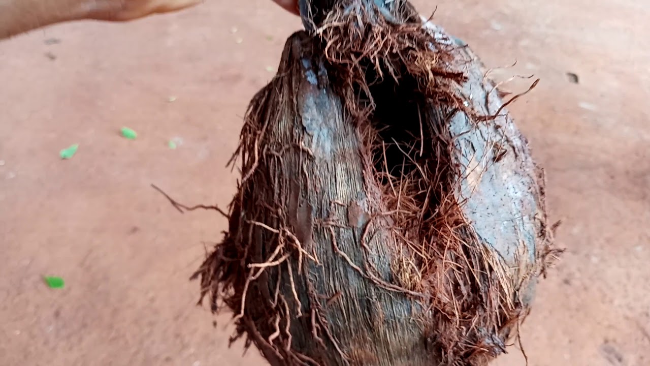 veja o porque o pe de coco. ta morrendo . - YouTube