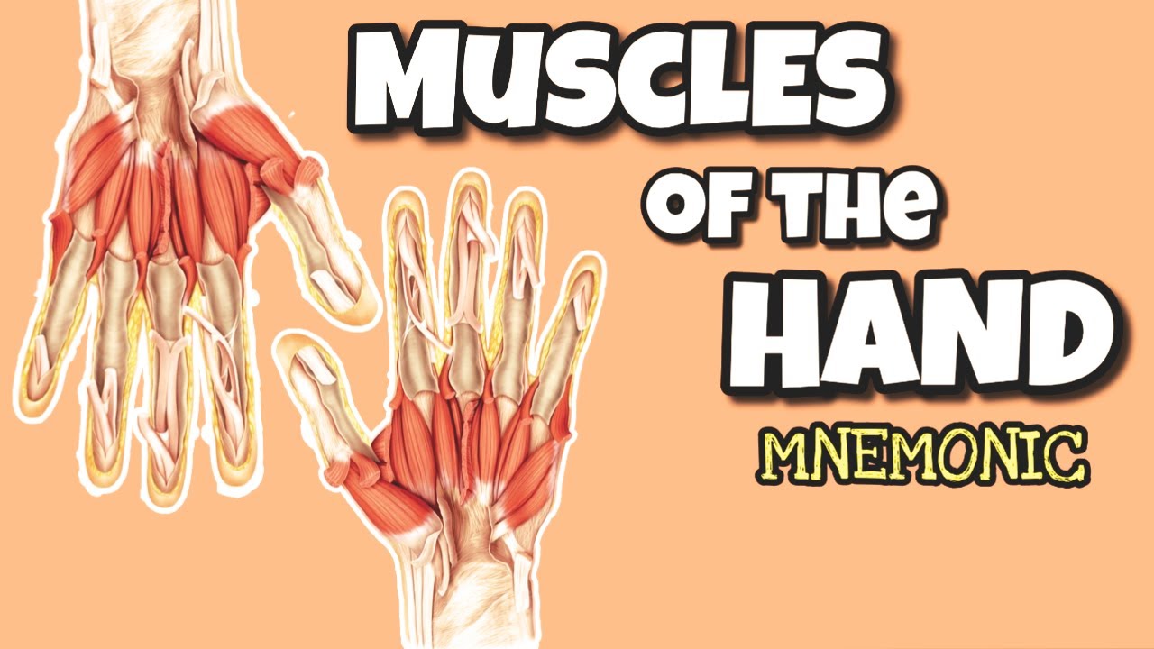 Muscles of the Hand | EASY Mnemonic to Help Memorize the Intrinsic Hand ...