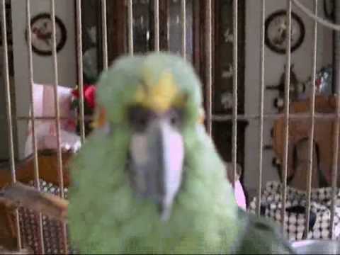 Da Da Da Da Da Da as Seen on Animal Planet