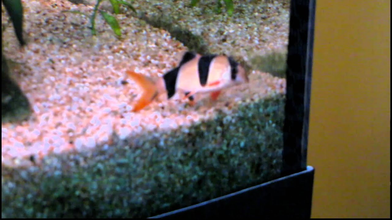 PEZ DURMIENDO SIESTA - YouTube
