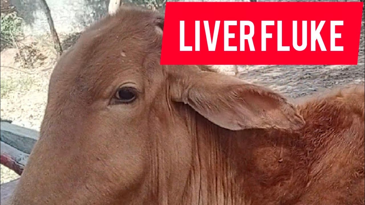 Bootle jaw |Liver fluke |Rumen| diagnose and treatment in cow - YouTube