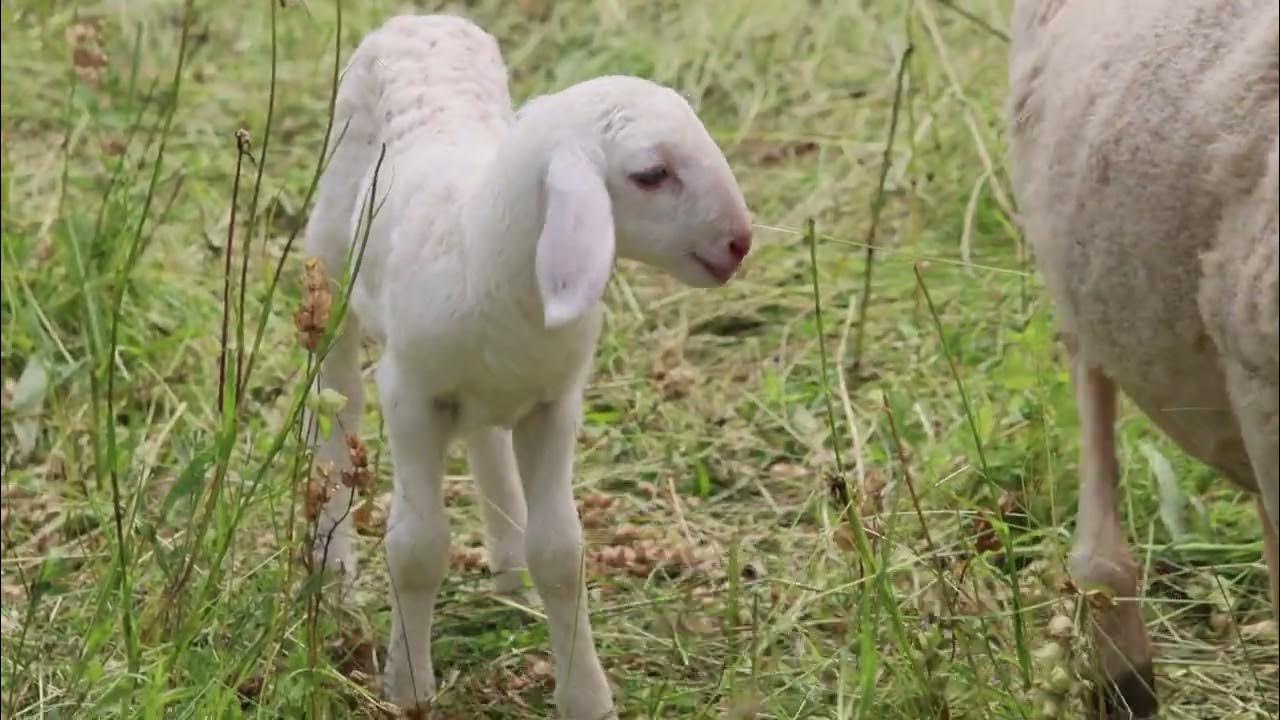 2023-06-13 CERKNIŠKO JEZERO ARTIODACTYLA Ovis aries DOMAČA OVCA - YouTube