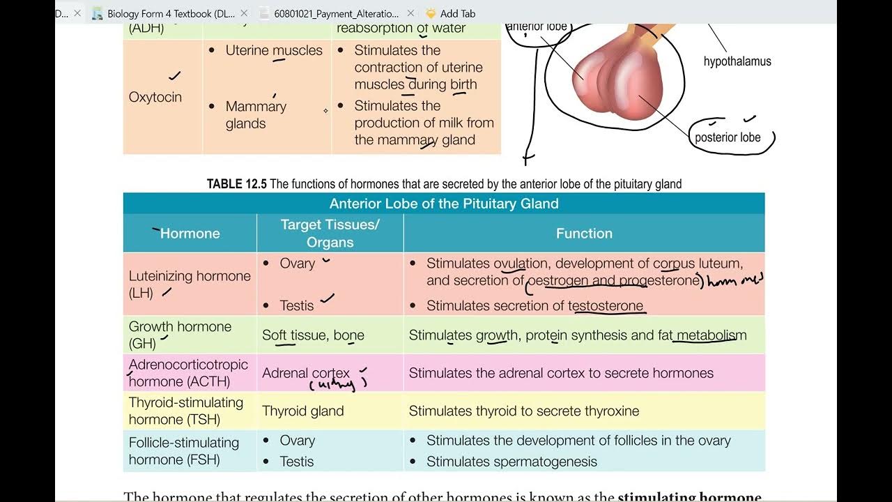 12.6 THE ENDOCRINE SYSTEM (PART 2) - YouTube
