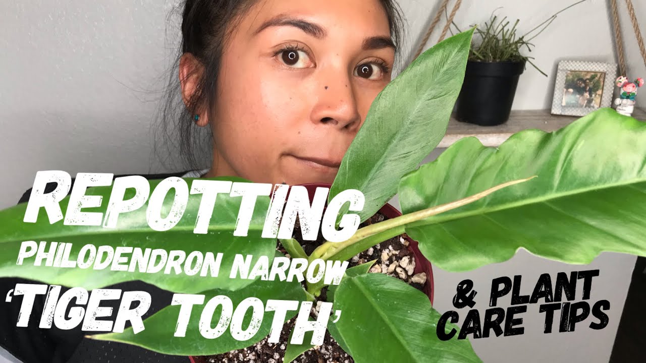Repotting House Plants | Philodendron Narrow ‘Tiger Tooth’ | Plant Care ...