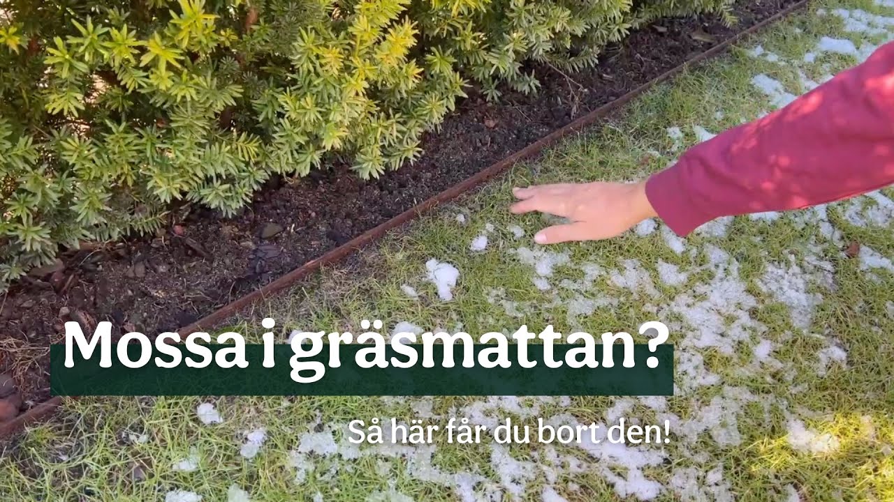 Mossa I Gräsmattan Så Här Får Du Bort Den Youtube
