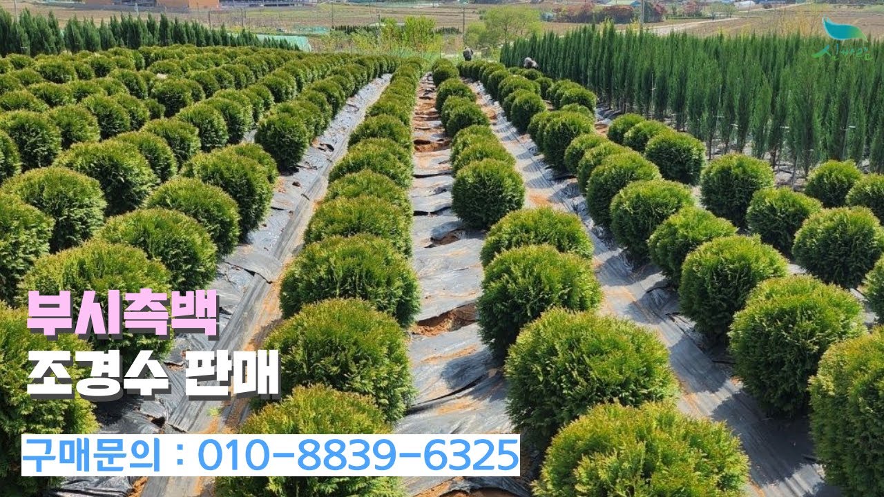신바람 플랜트 협력농가 판매상품 나무장터com 부시측백 조경수 판매합니다 Youtube
