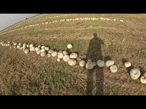 Уборка тыквы. Тыква на семена. - YouTube