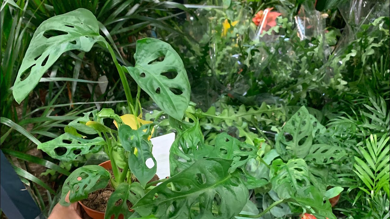 Vee Adu- 80s cover, Girls Just Wanna Have Fun Cyndi Lauper - YouTube