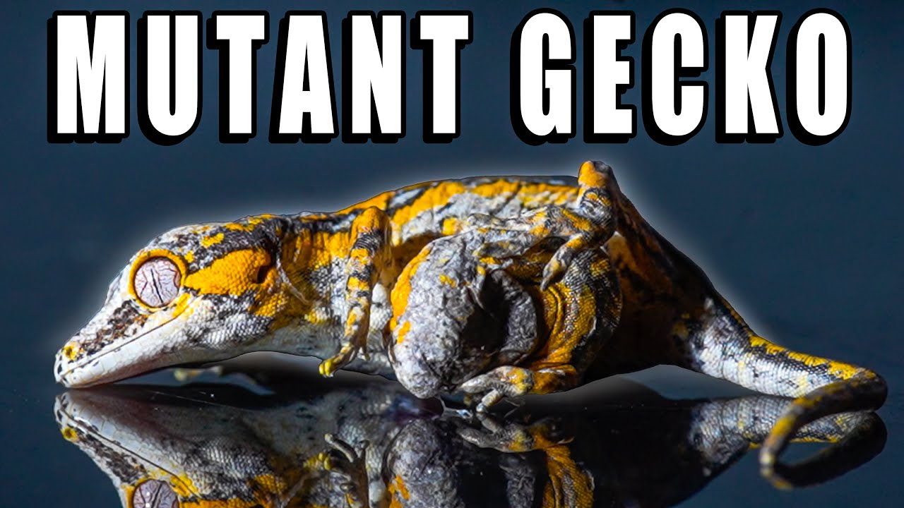 Gecko Born Deformed.. Now What?! - YouTube