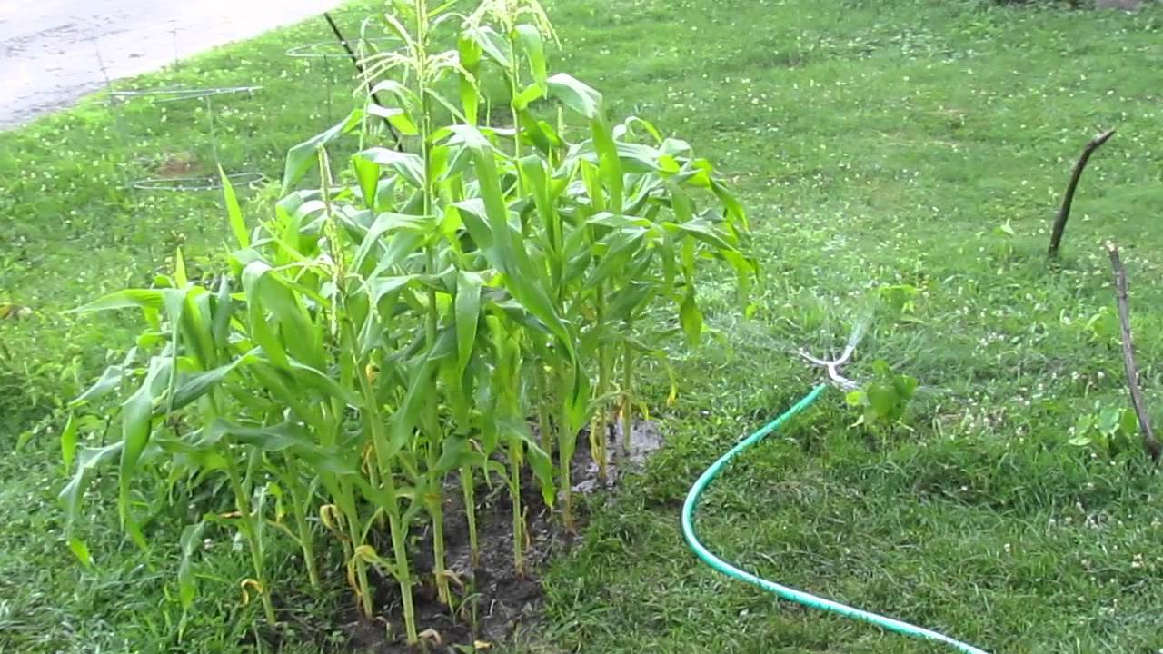 Sweet Corn On Deck Burpee Sweet Corn 7/17/13! Zone 5a - YouTube