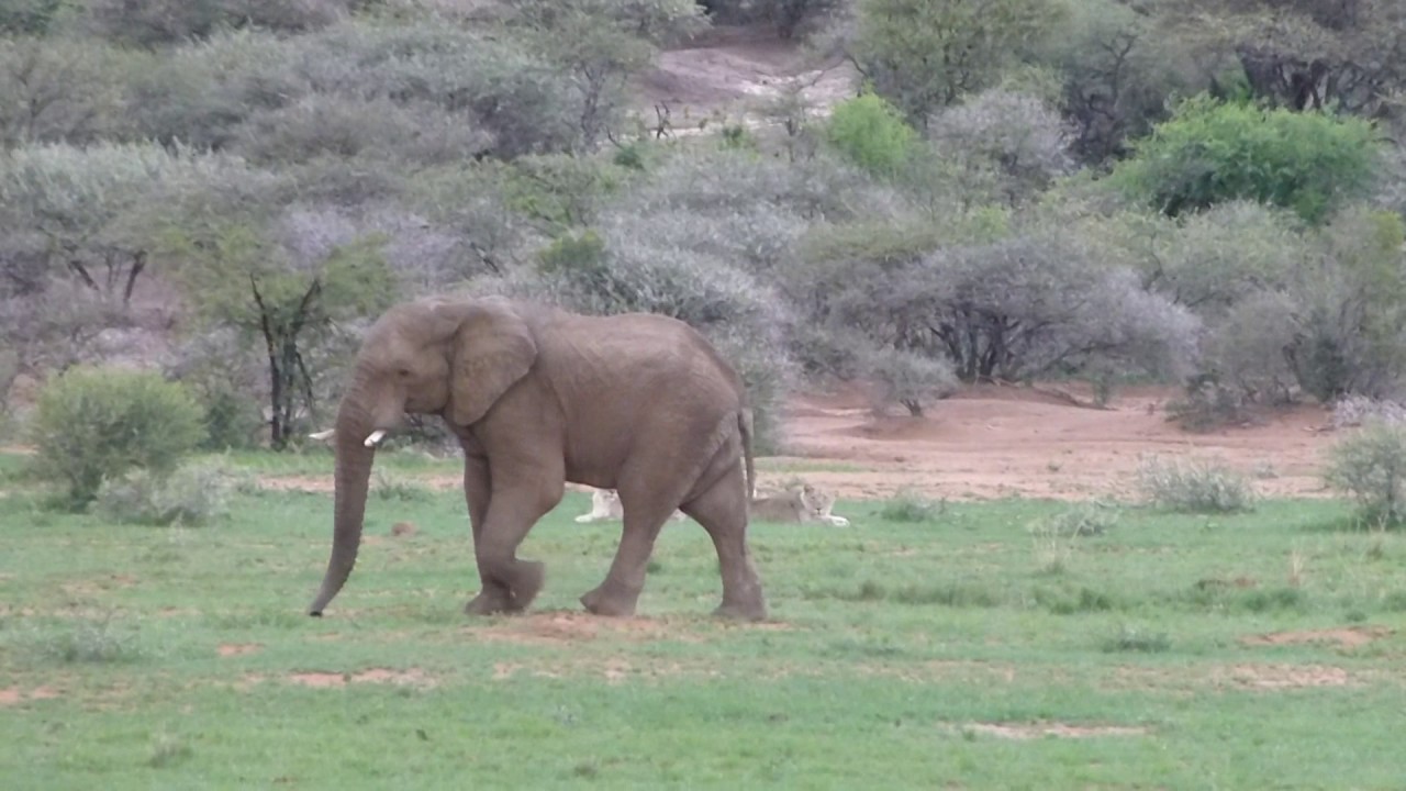 A young elephant playing hide and seek with lions! - YouTube