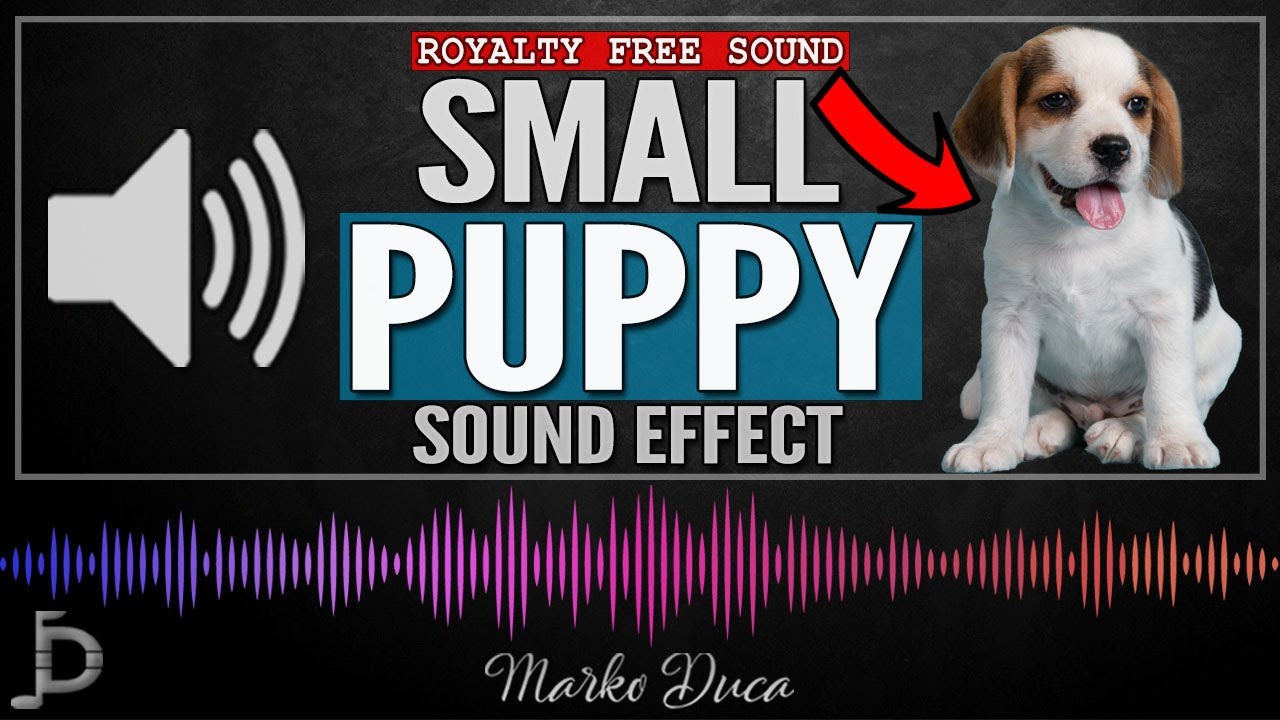 Small Puppy Sound Effect | Royalty Free Sound Effects - YouTube