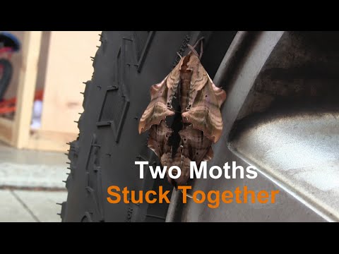 Two Moths Stuck Together - YouTube