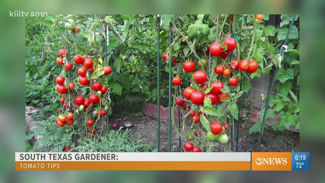 South Texas Gardener - starting tomato plants - YouTube