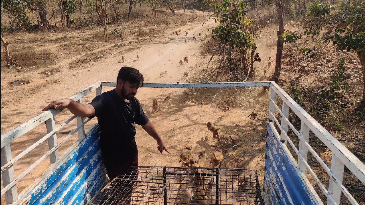 RMC MONKEY CATCHING # monkey catcher man# call me 6301134113.. - YouTube