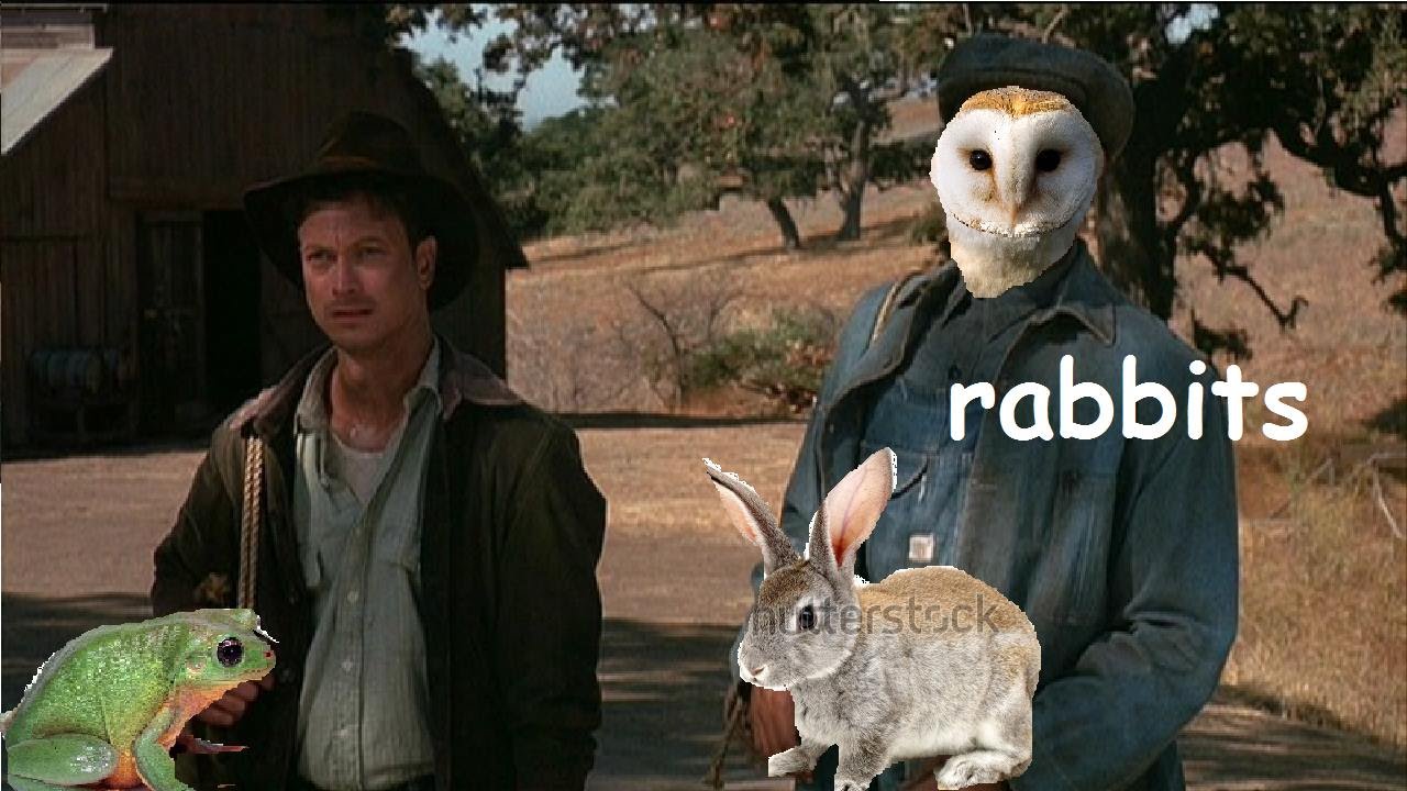 Owl Gets To Tend The Rabbits In Minecraft - YouTube