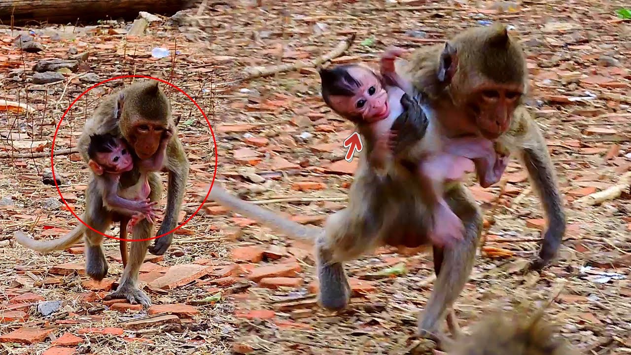 Funny_monkey, She take up tiny baby monkey run intention for care baby ...