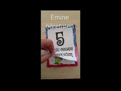 Emine öğretmen Duyu Organı kitapçığım