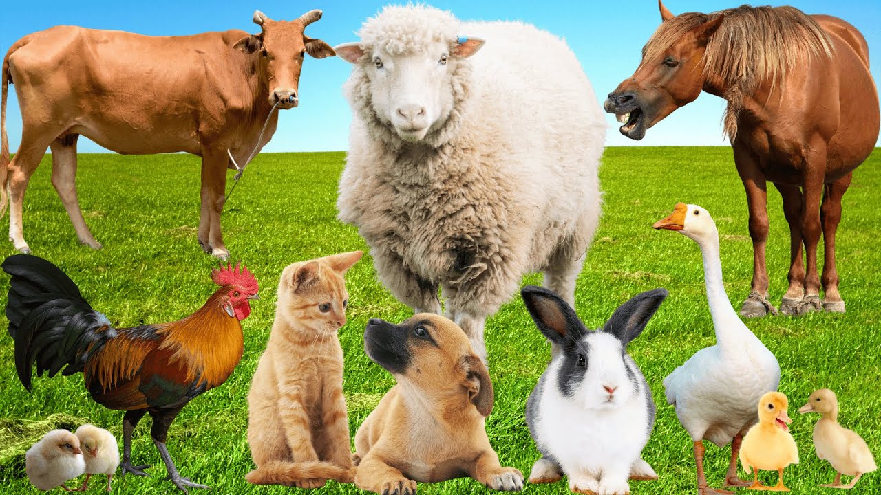 Farm Animal Sounds - Cow, Goat, Chicken, Dog, Cat, Rabbit, Duck ...