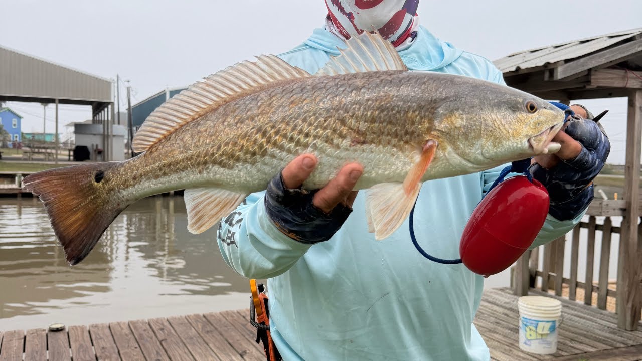 REDFISH IN THE FOG! Foggy conditions make it hard to see but not to ...