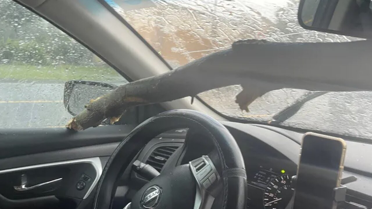 Brookhaven dad survives after being impaled by tree while driving in storm - YouTube