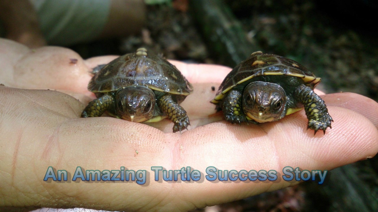 Box Turtle Rescue, Rehabilitation, and Release! - YouTube
