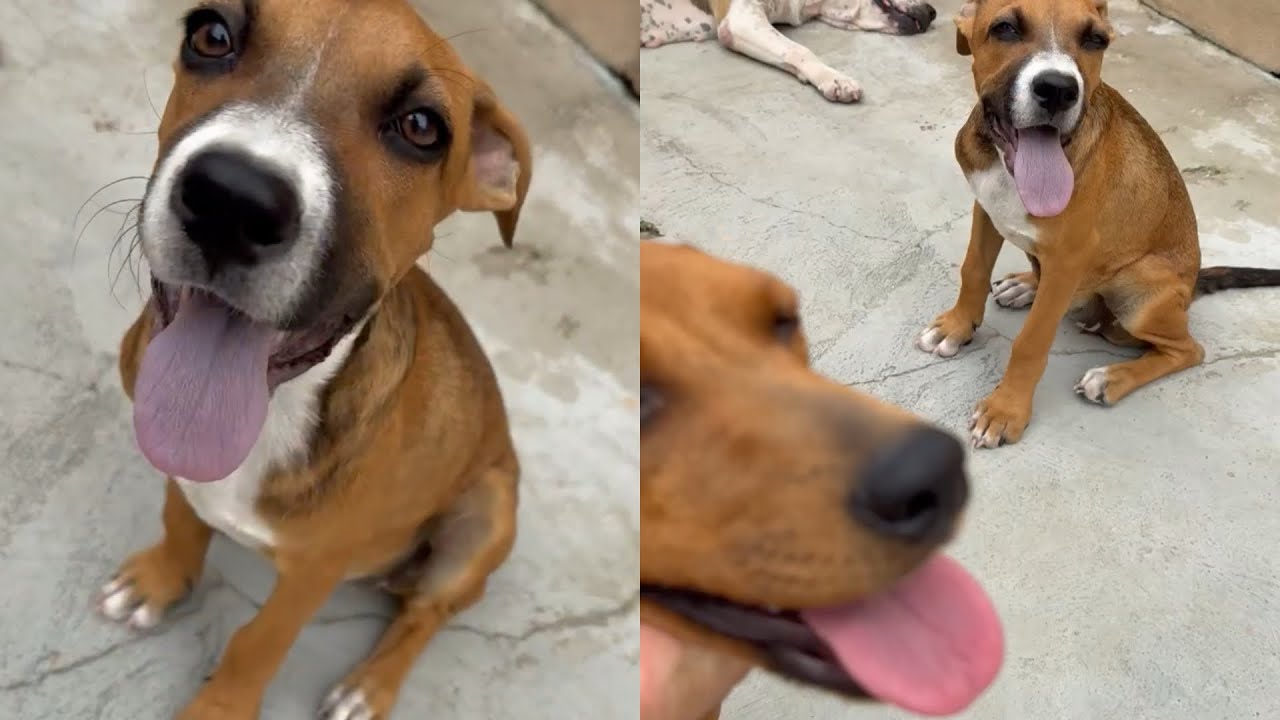 Rubi tem a língua roxa - YouTube