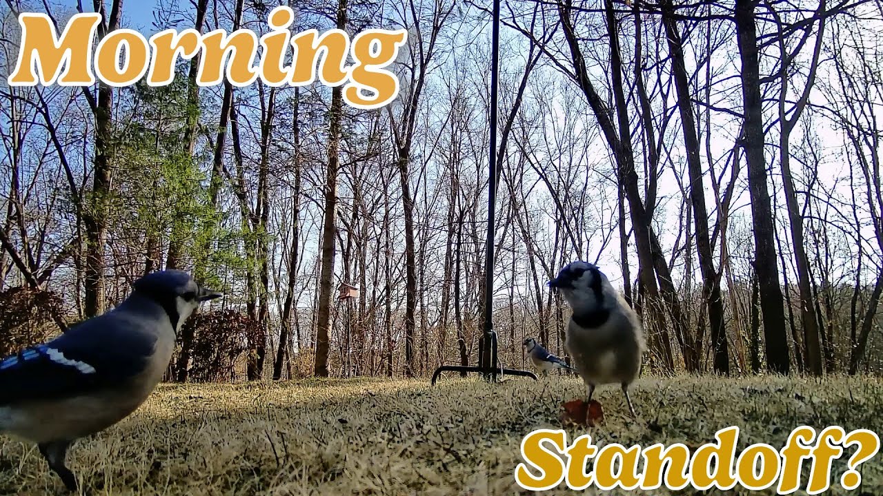 Bird Standoff - YouTube