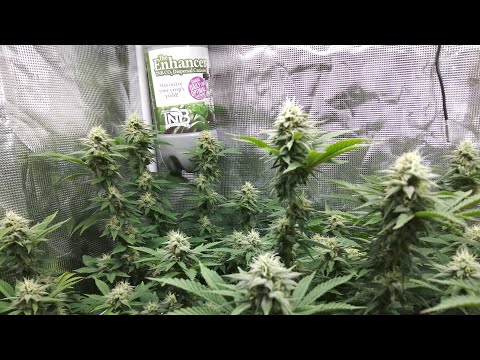 Week 6 of Flower, Belladonna prized pheno, Mars Hydro SP250, TNB Naturals