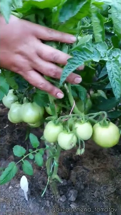 Непасынкующиеся томаты🍅 - YouTube
