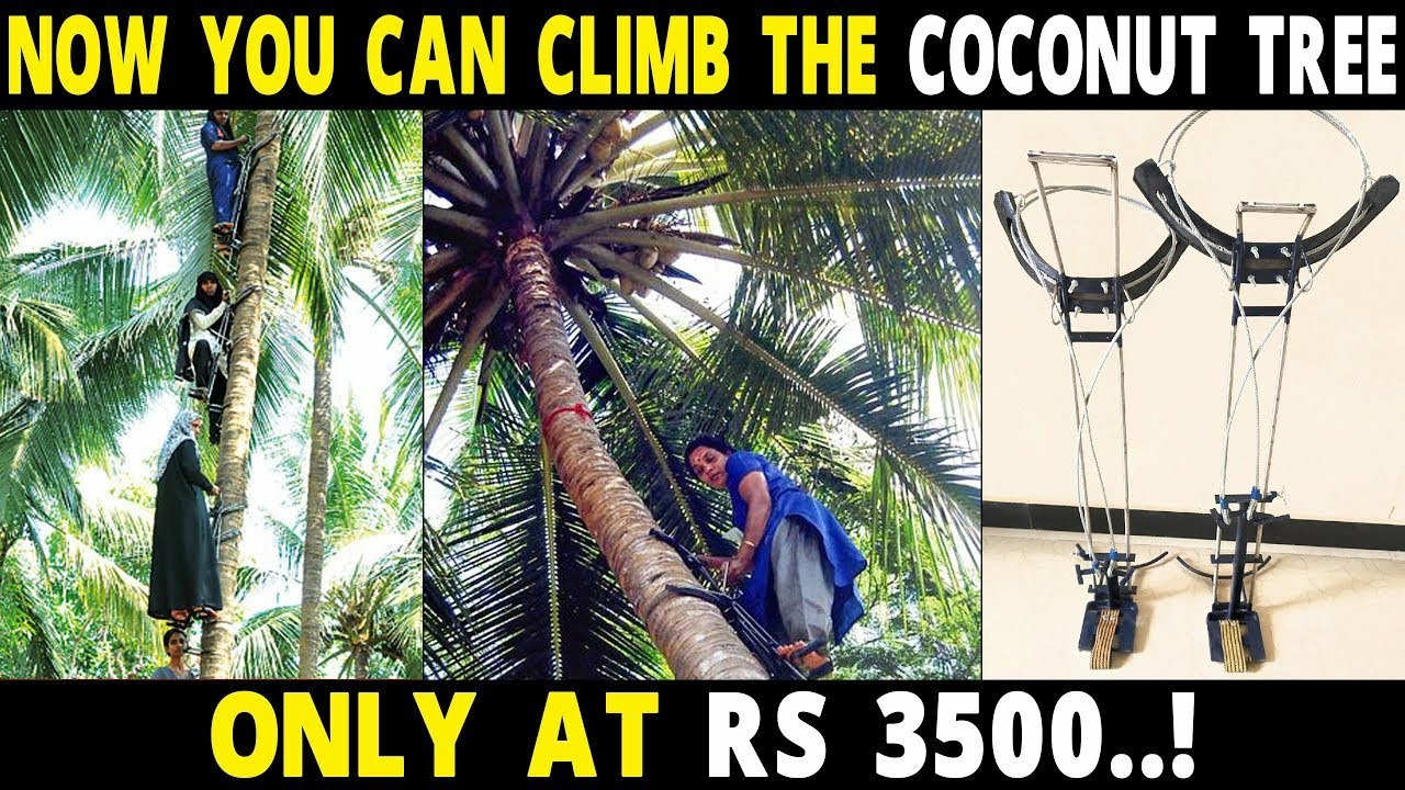 COCONUT TREE CLIMBING MACHINE Best Coconut Tree Climbing Tool YouTube COCONUT TREE CLIMBING MACHINE Best Coconut Tree Climbing Tool YouTube