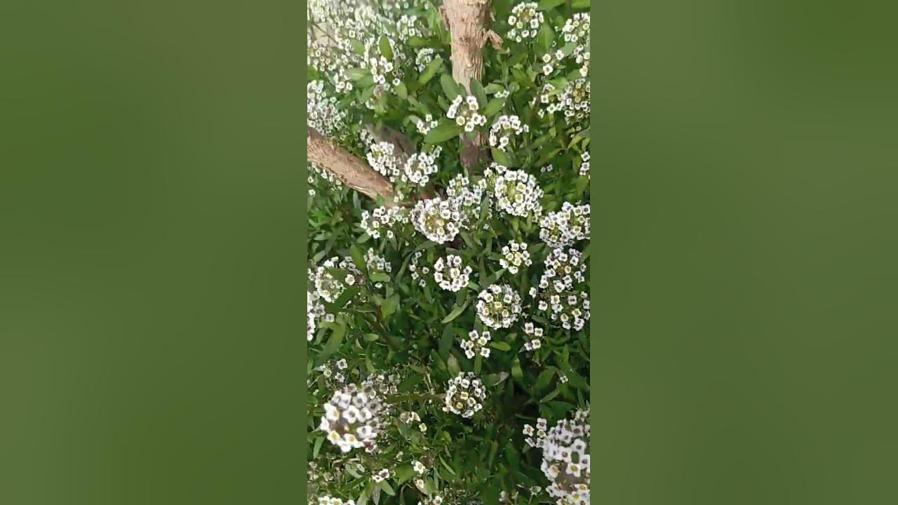 Расцвели цветы ковром. Аромат пошёл столбом. - YouTube