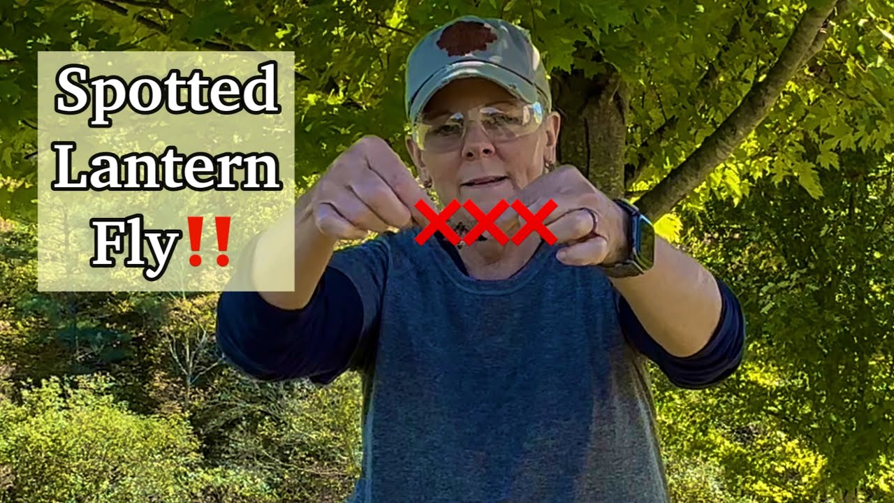The Spotted Lantern Fly-How I Combat (and WIN) Against Them! 💪🏼👍🏼 - YouTube