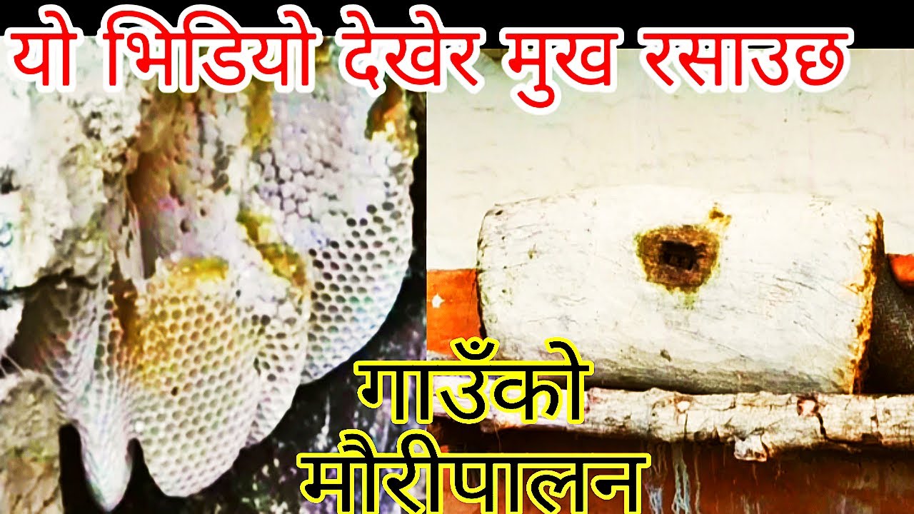 Amazing Honey Bee Production | Bee Farming In Nepal | Bee keeping in ...