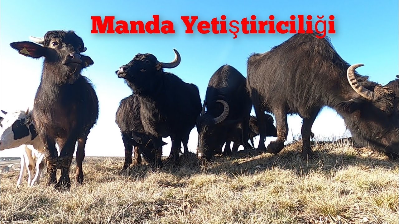 Manda yetiştiriciliği yapıyor/ Eşek sütü satıyor -Manda çobanlığı # ...
