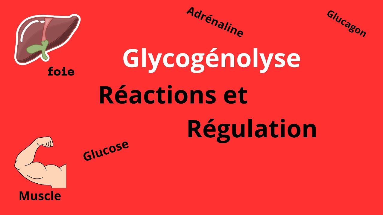 Biochimie - Glycogénolyse et régulation - YouTube