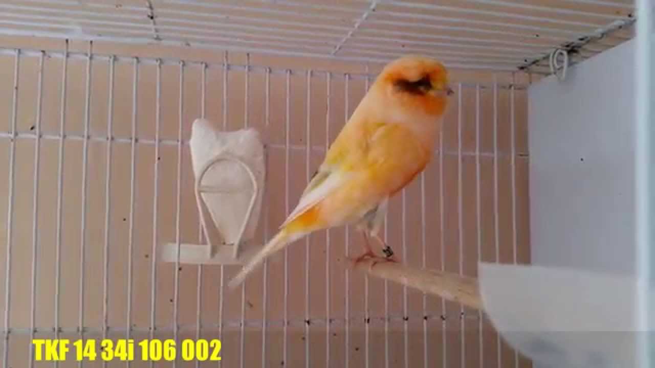 Yorkshire Canaries - 2014 Breeding Season - Youngsters - 2014 Yorkshire ...
