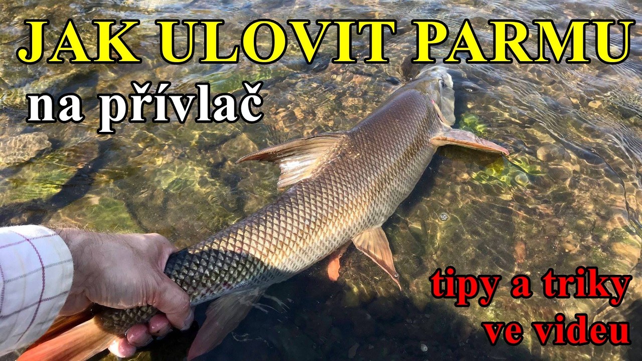 Jak ulovit parmu na přívlač - YouTube